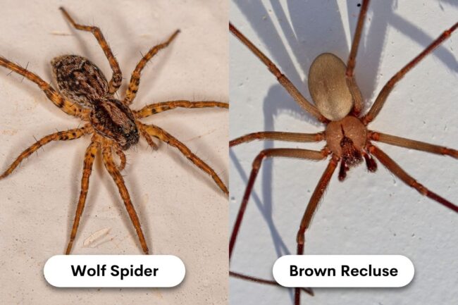 How to Tell the Difference Between a Safe Wolf Spider and a Dangerous ...