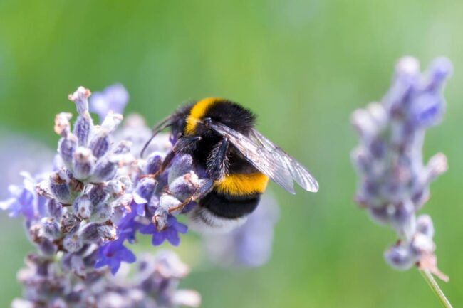 Buzzing Insects 101: Differentiating Bees, Wasps, Bumblebees, and ...